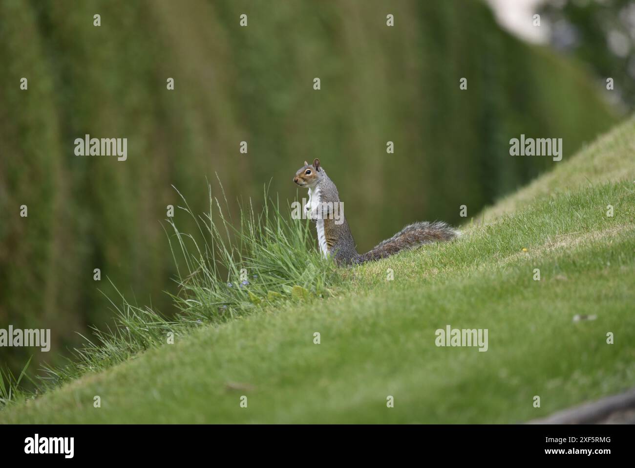 Distant View of an Eastern Gray Squirrel (Sciurus carolinensis ...