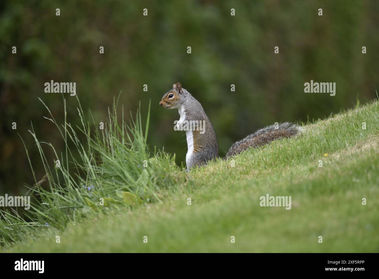 Mid-Distance View of an Eastern Gray Squirrel (Sciurus carolinensis ...