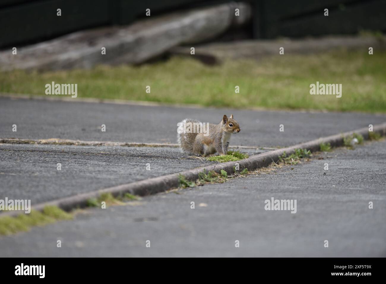 Eastern Gray Squirrel (Sciurus carolinensis) Sitting on Tarmac on ...