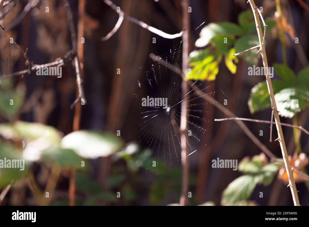Round beautiful web of a spider in the bushes Stock Photo - Alamy