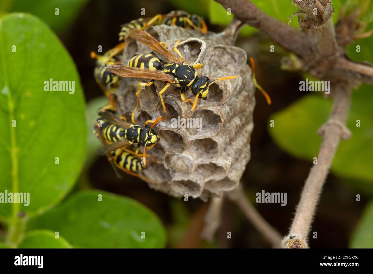 Construction european paper wasp polistes hi-res stock photography and ...