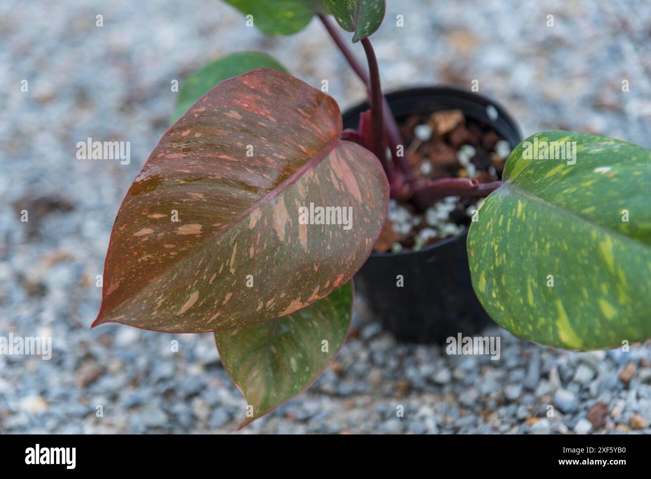 Closeup to big size of philodendron Orange princess in the pot Stock ...