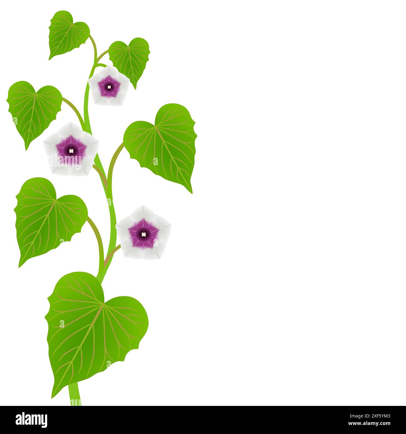 Sweet potato stalk with leaves and flowers on a white background Stock ...