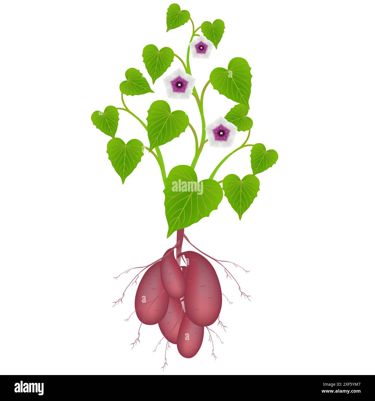Sweet potato plant with flowers and tubers on white background Stock ...