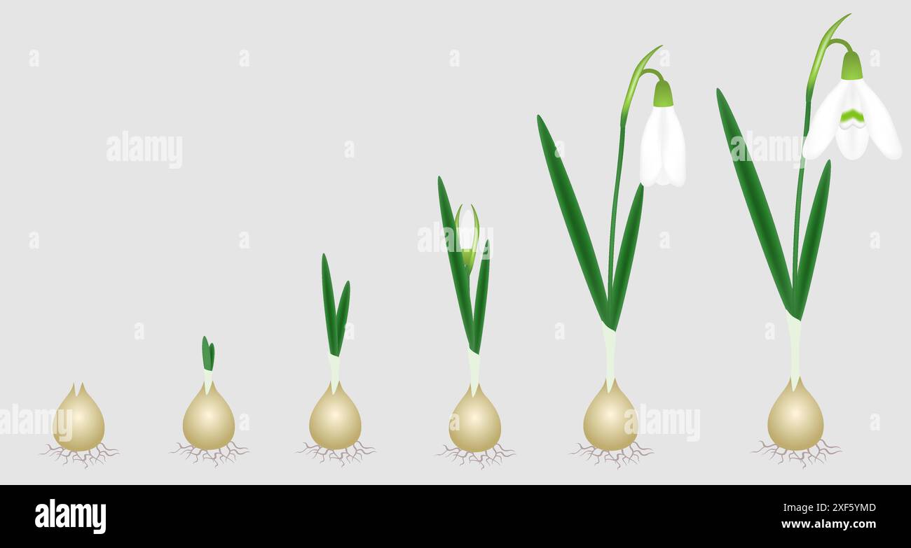 Flowering stages hi-res stock photography and images - Alamy