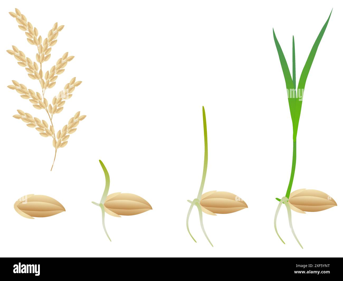 Sequence of a rice plant growing isolated on white Stock Vector Image ...