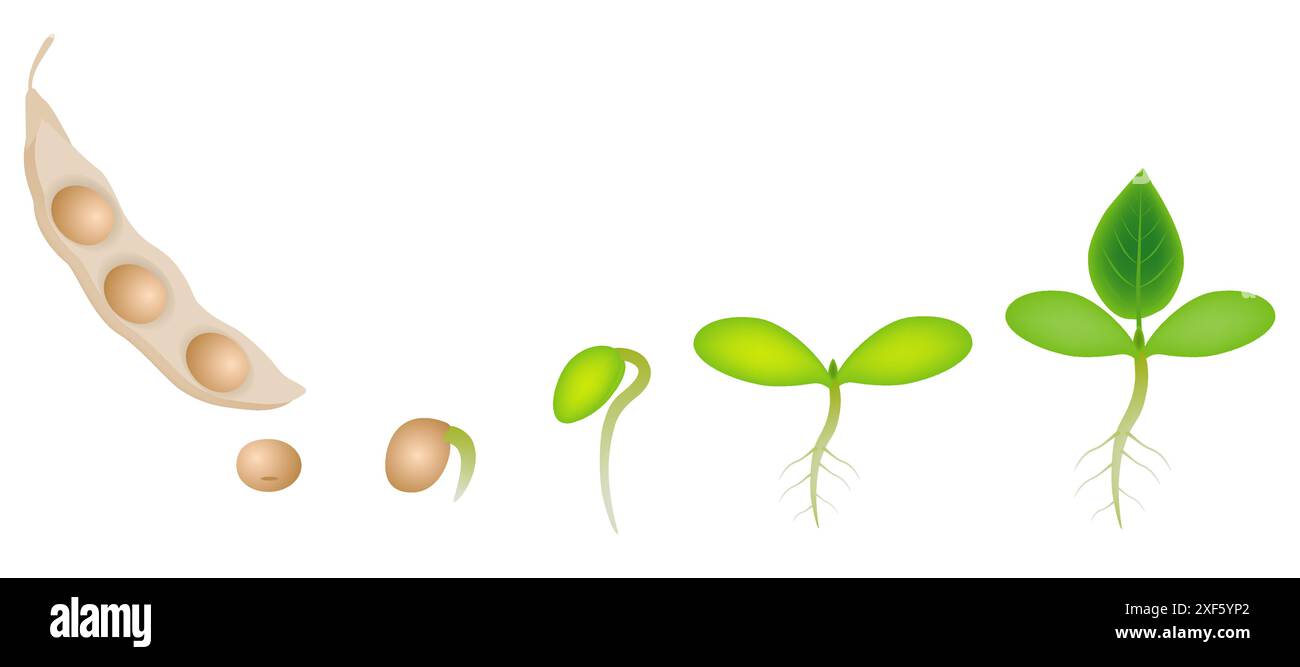 Baby grow up sequence Stock Vector Images - Alamy