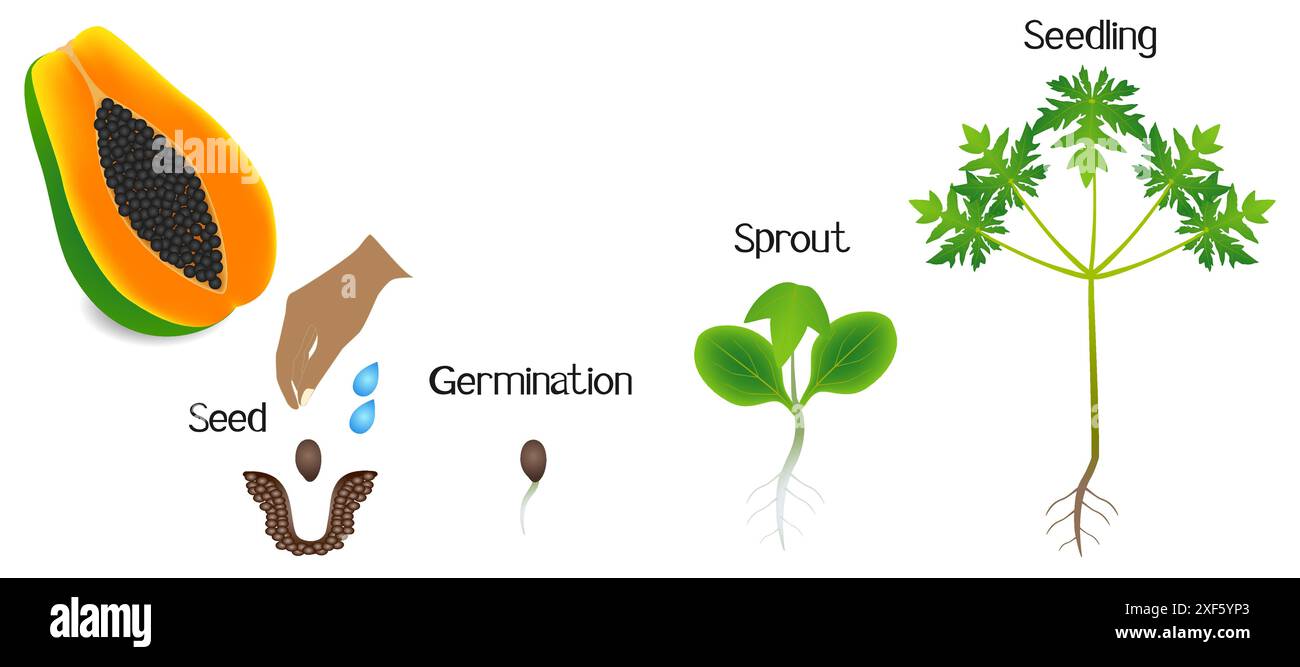 Sequence of a papaya plant growing isolated on white Stock Vector Image ...