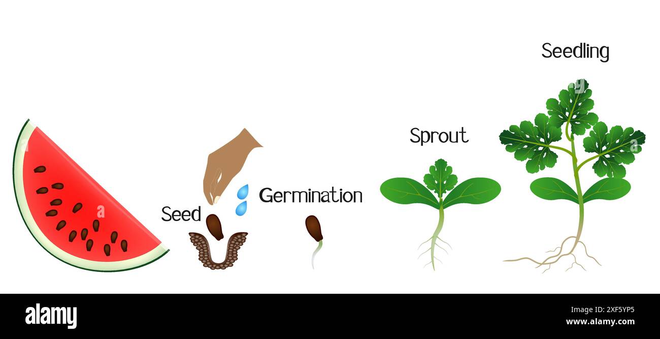 Watermelon plant growth stages hi-res stock photography and images - Alamy