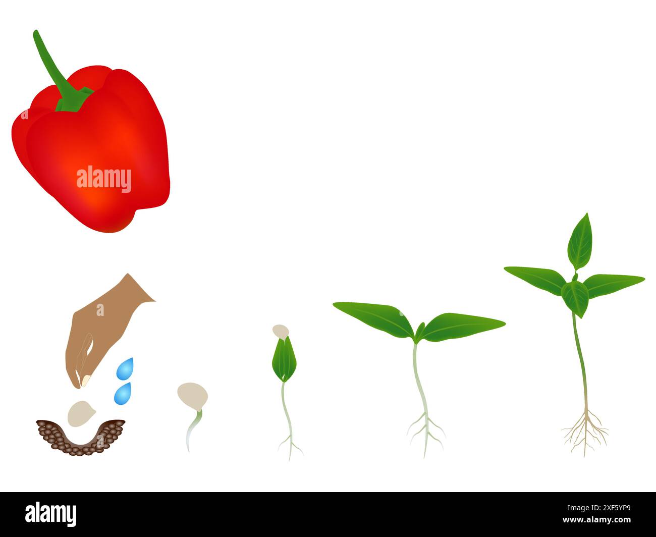 Sequence of red pepper plant growing isolated on white Stock Vector ...