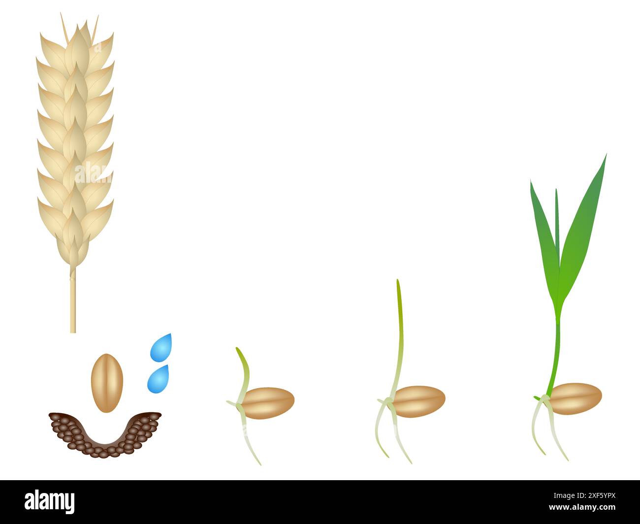 Cycle growth wheat plant Stock Vector Images - Alamy