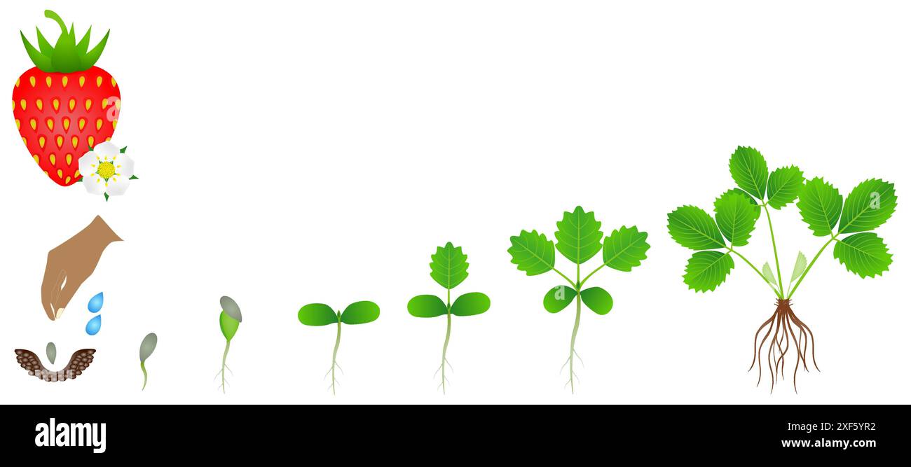 Sequence of a strawberry plant growing isolated on white Stock Vector ...