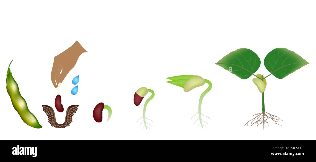Sequence of a bean plant growing isolated on white Stock Vector Image ...