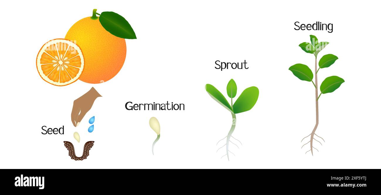 Sequence of an orange plant growing isolated on white Stock Vector ...