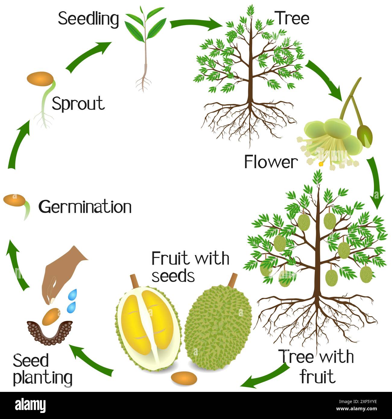 Life cycle of a durian plant on a white background Stock Vector Image ...
