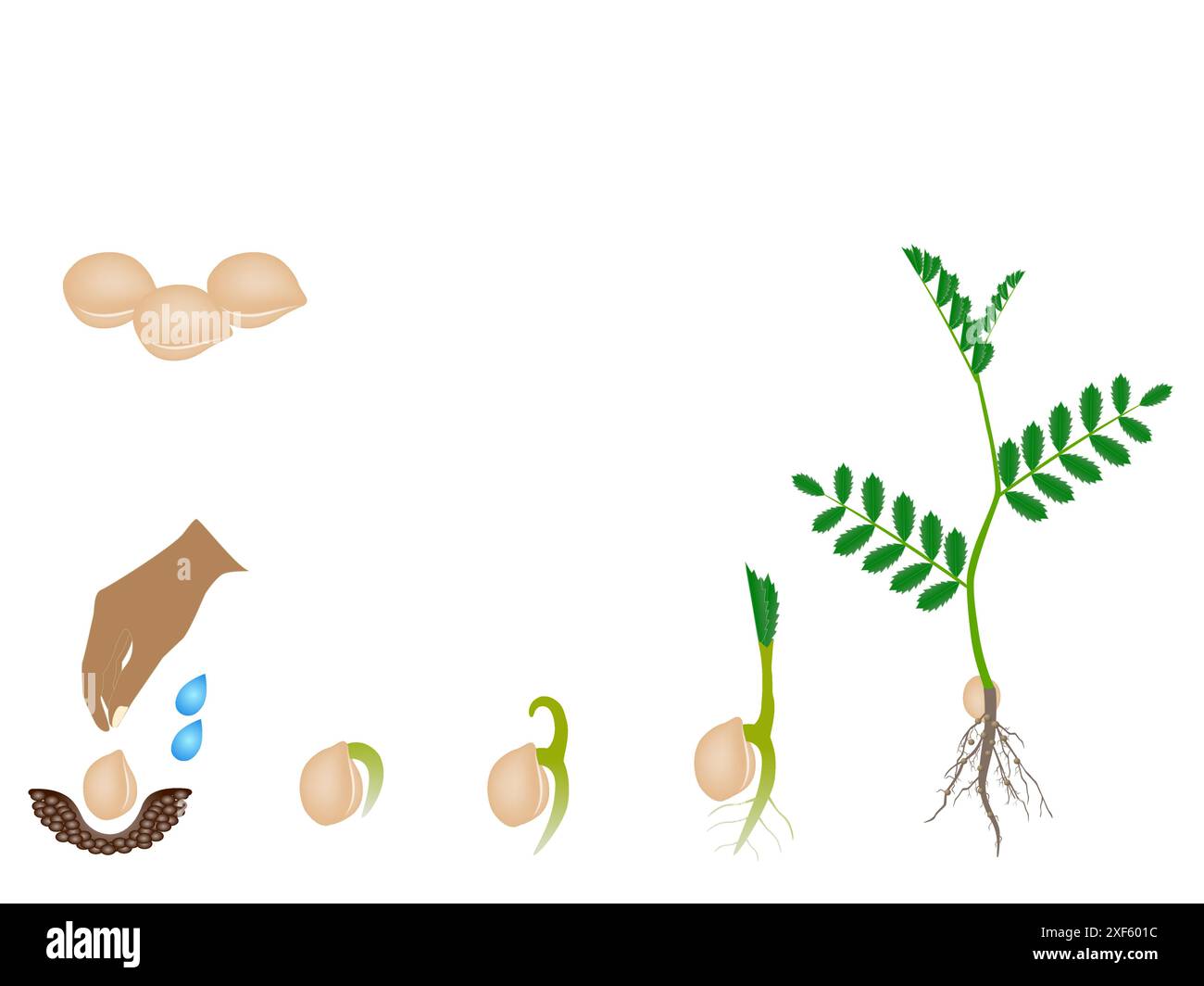 Flower life growing on green Stock Vector Images - Alamy