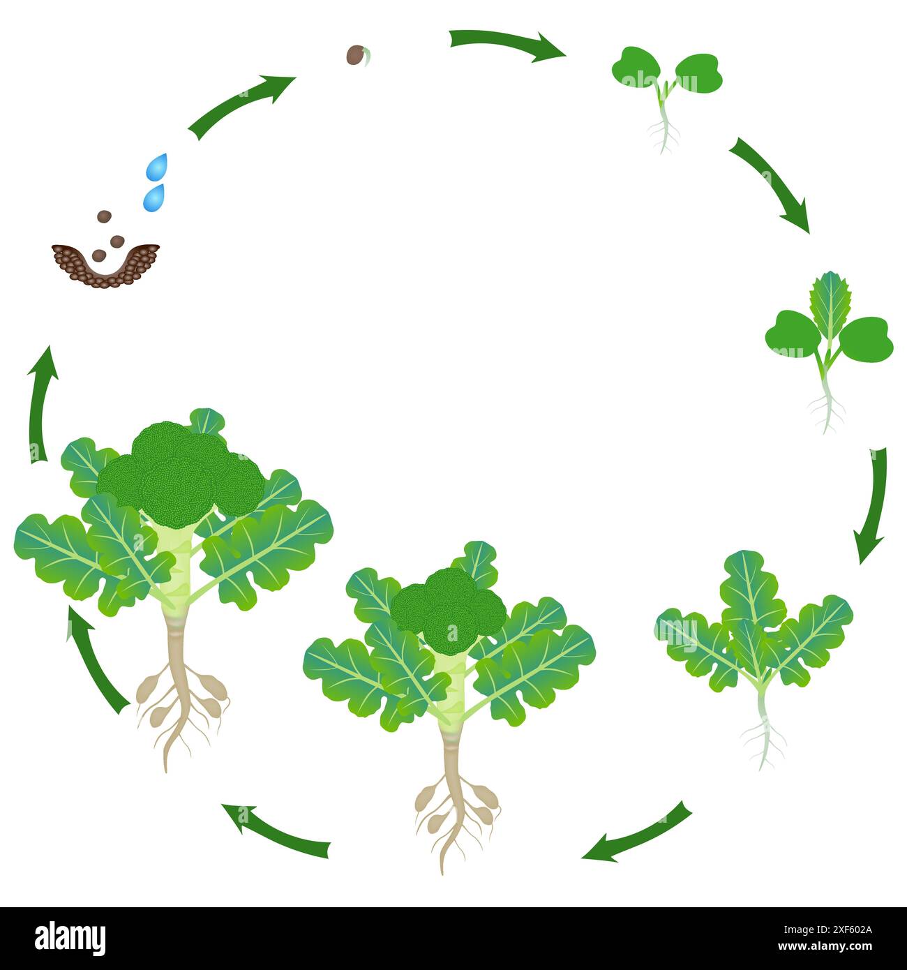 Life cycle of broccoli sprouts plant on a white background Stock Vector ...