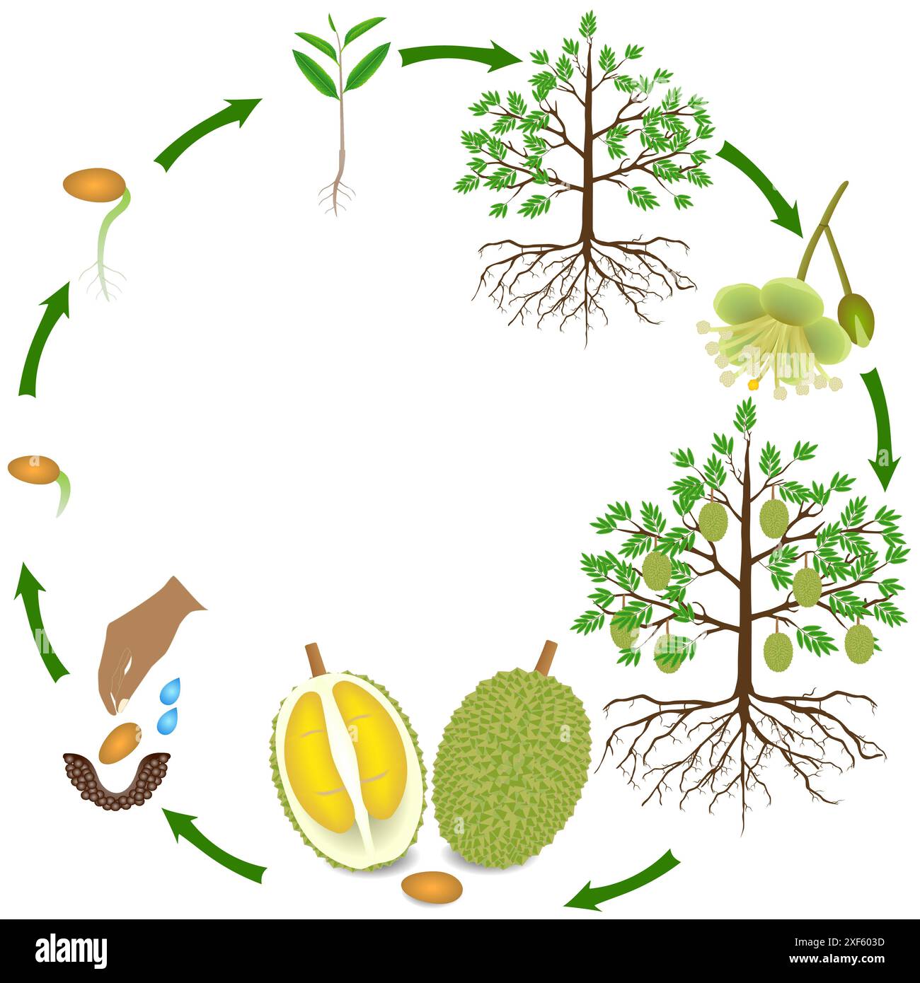 Cycle of growth of a durian tree on a white background Stock Vector ...