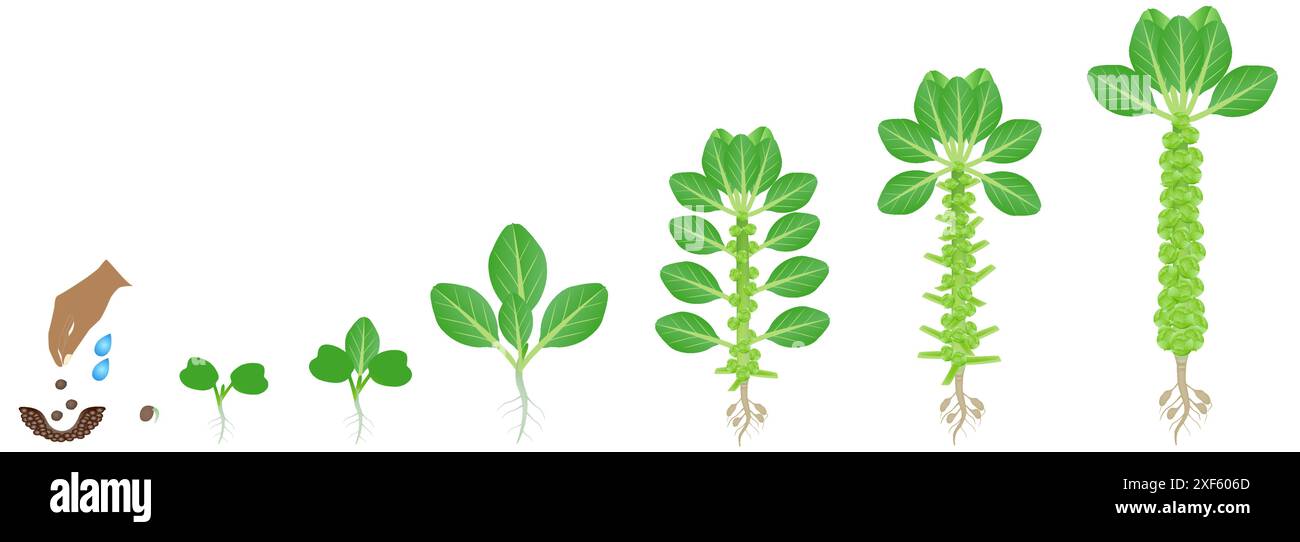 Cycle of growth of brussels sprouts plant on a white background Stock ...