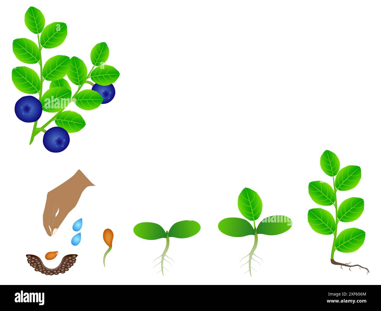 Sequence of a blueberry plant growing isolated on white Stock Vector ...