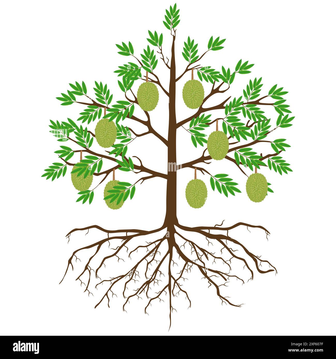 Durian tree with roots and fruits on a white background Stock Vector ...