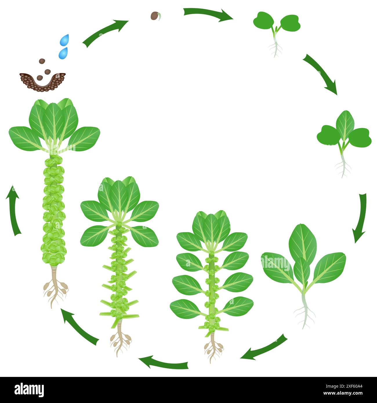 Life cycle of brussels sprouts plant on a white background Stock Vector ...