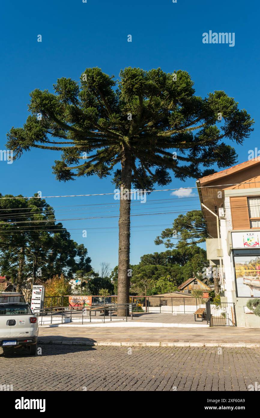 Sao Francisco de Paula, Brazil - June 2nd 2024: Big Araucaria ...