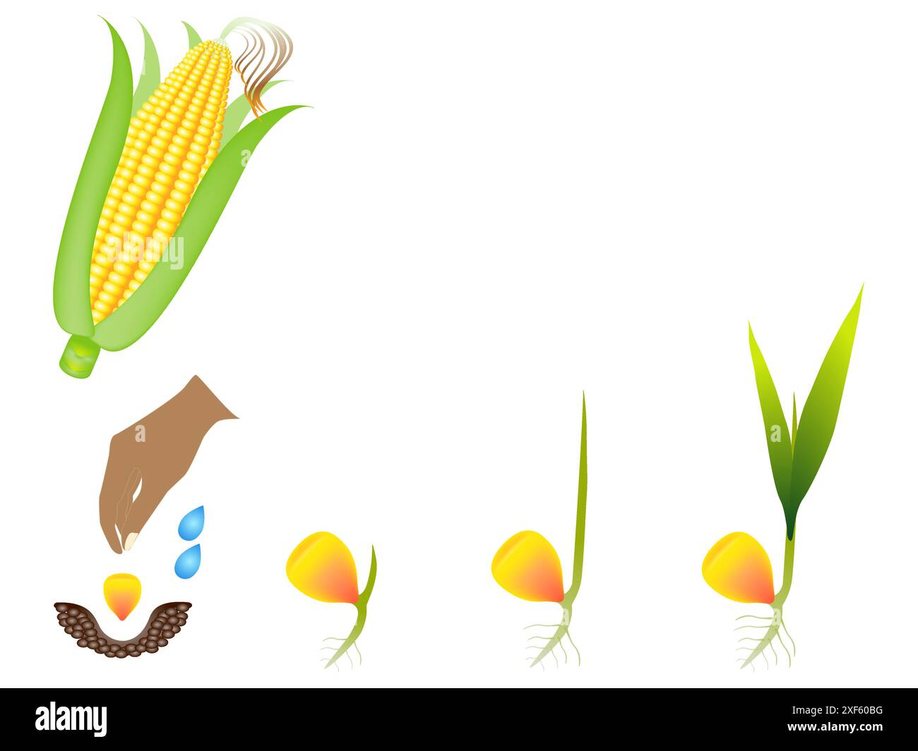 Corn growth stages hi-res stock photography and images - Alamy