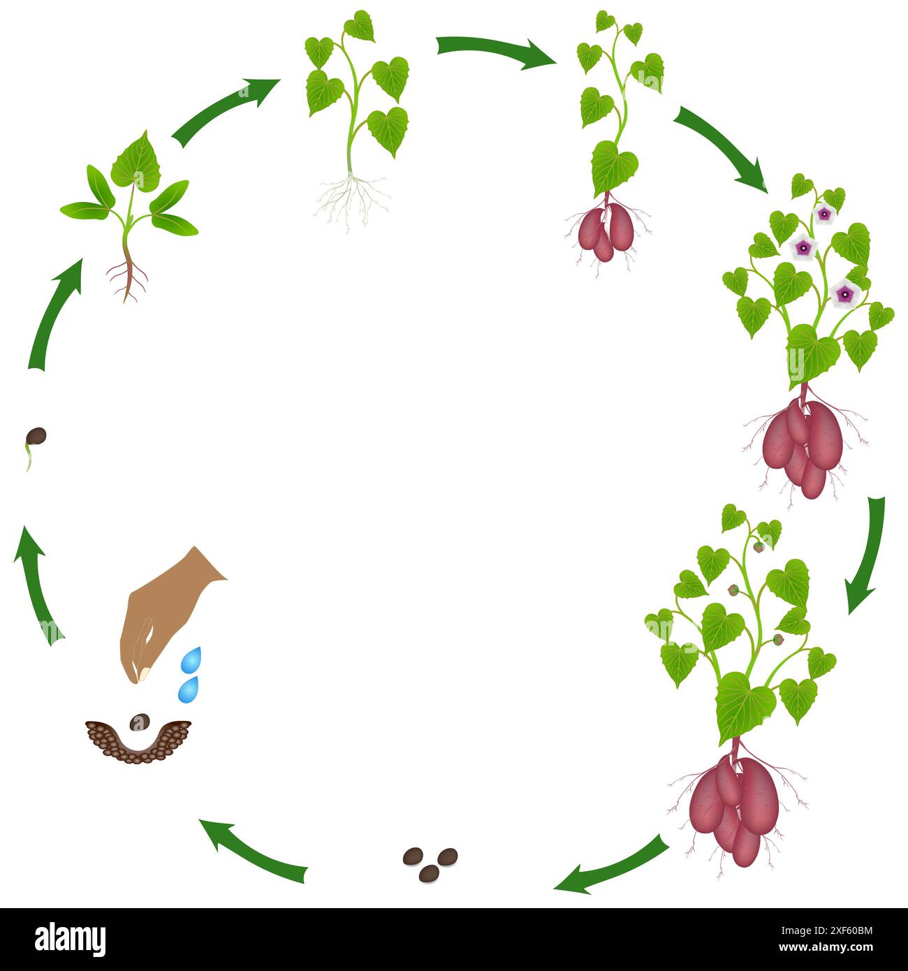 A growth cycle of sweet potato plant on a white background Stock Vector ...