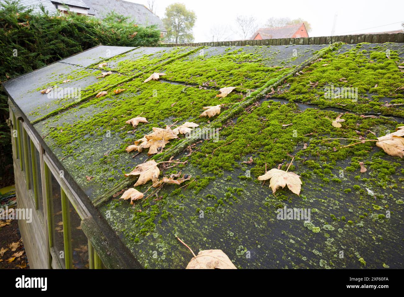 Old felt in need of replacement on a shed roof. Part of a series ...
