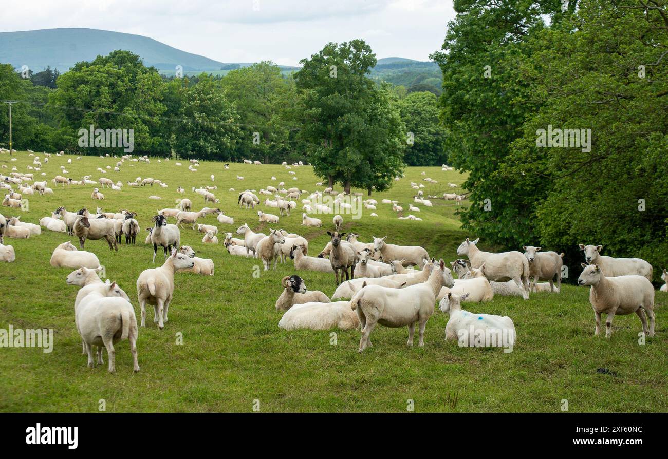 Sheep grazing aonb hi-res stock photography and images - Alamy
