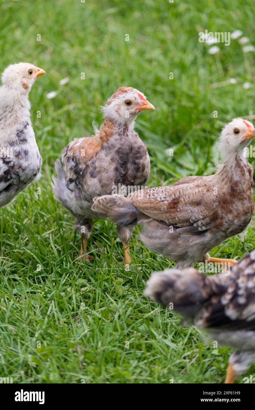 Group of fluffy chicks hi-res stock photography and images - Alamy