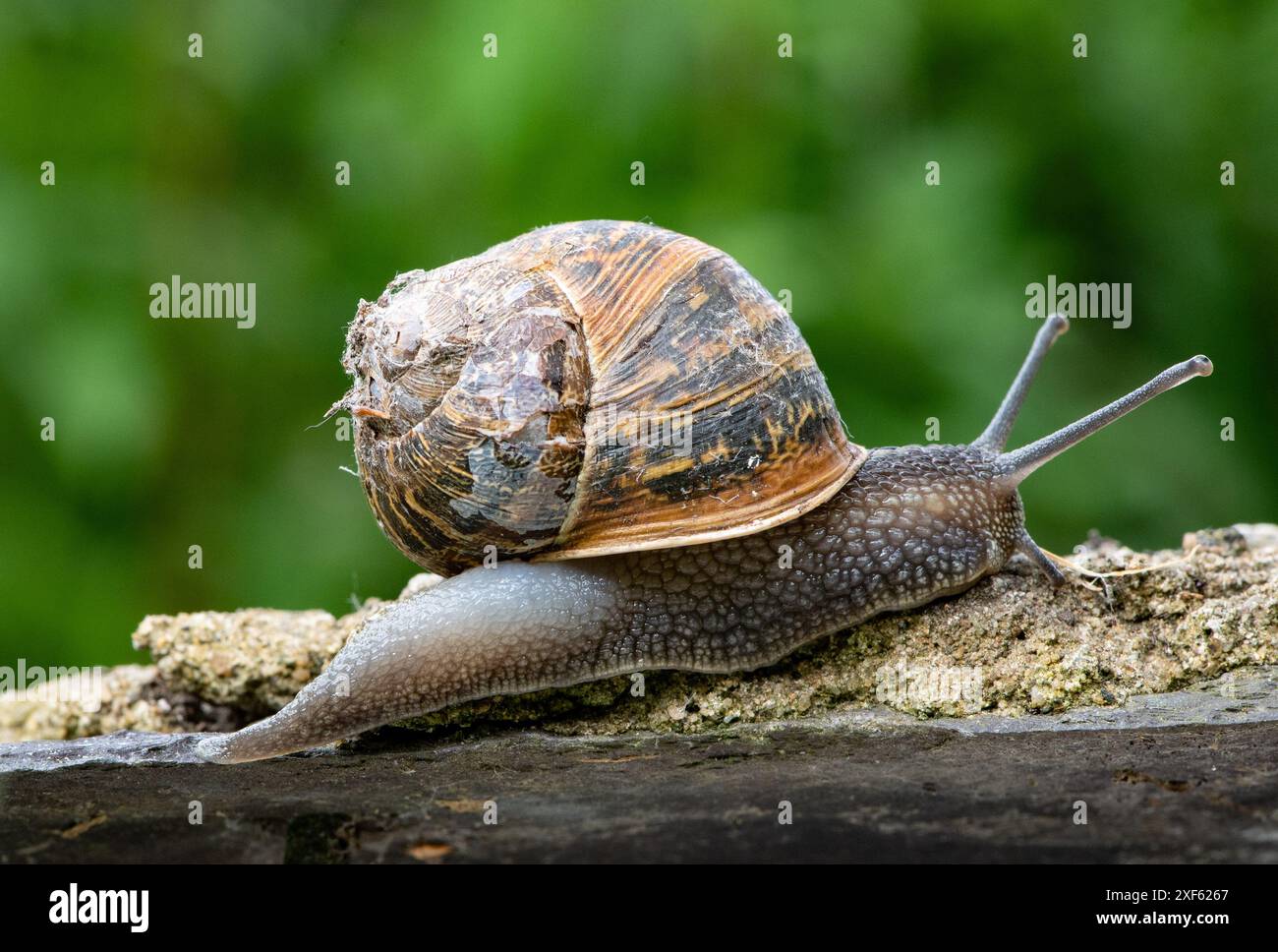 A garden snail, Ribchester, Lancashire, UK Stock Photo - Alamy