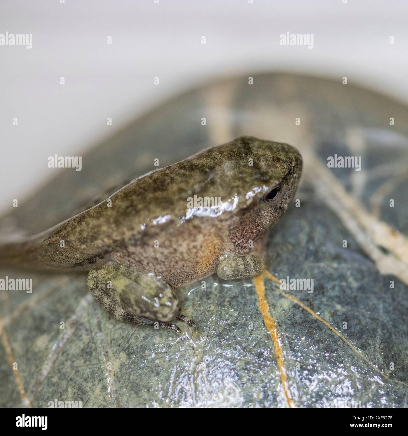 A small toad tadpole, on a stone, has almost completed its ...