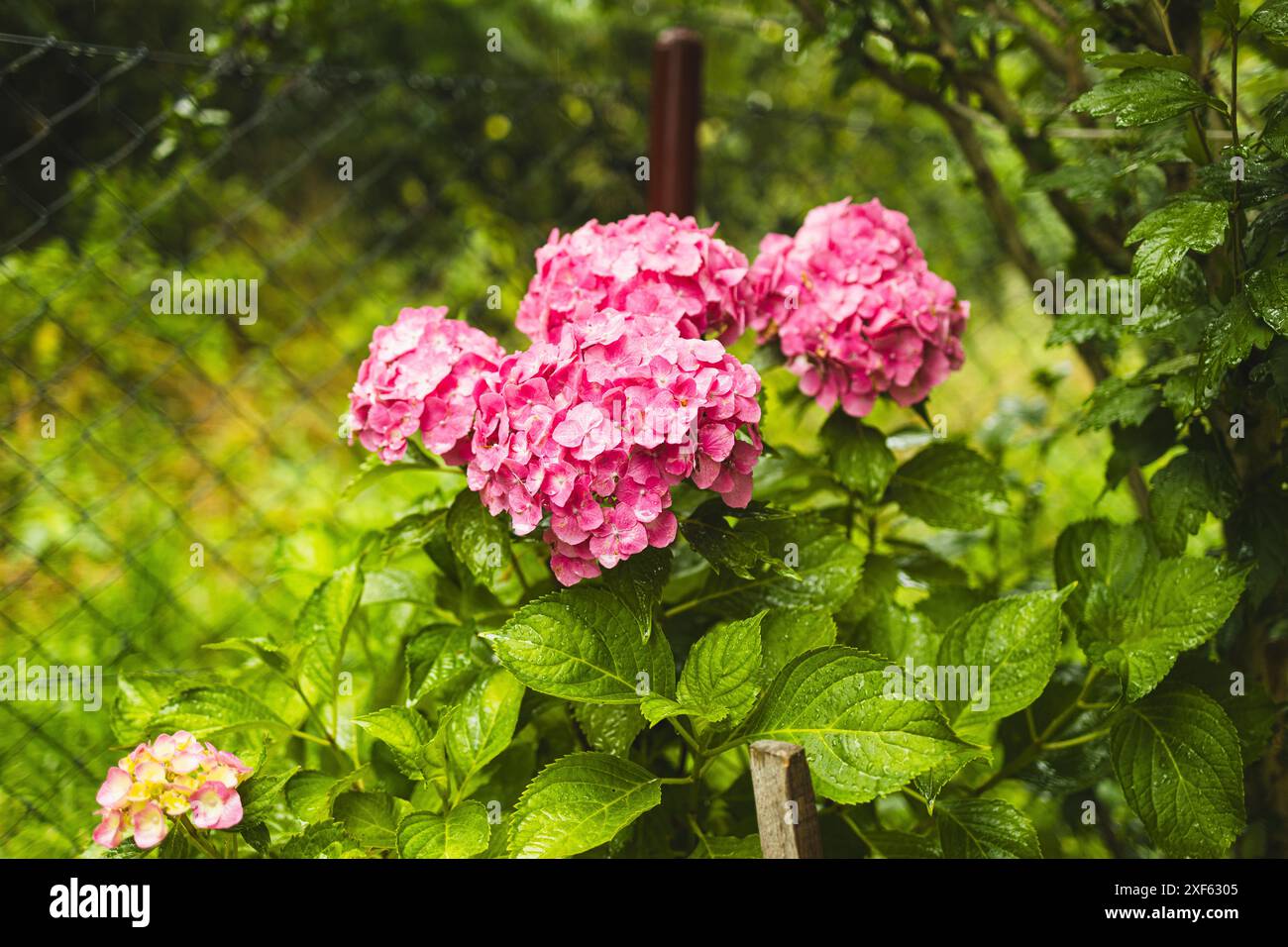 Pink hydrangea, close-up. Flowering bush. Huge hydrangea in the front ...