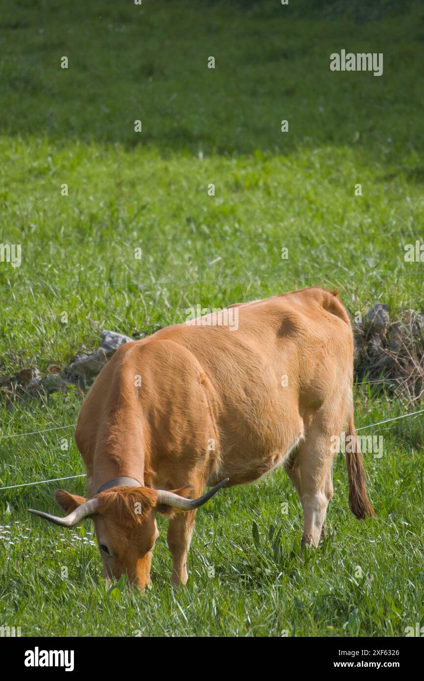 Indian Gir cow ready to use photo in white background Stock Photo - Alamy