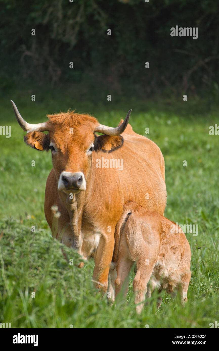 Indian Gir cow ready to use photo in white background Stock Photo - Alamy