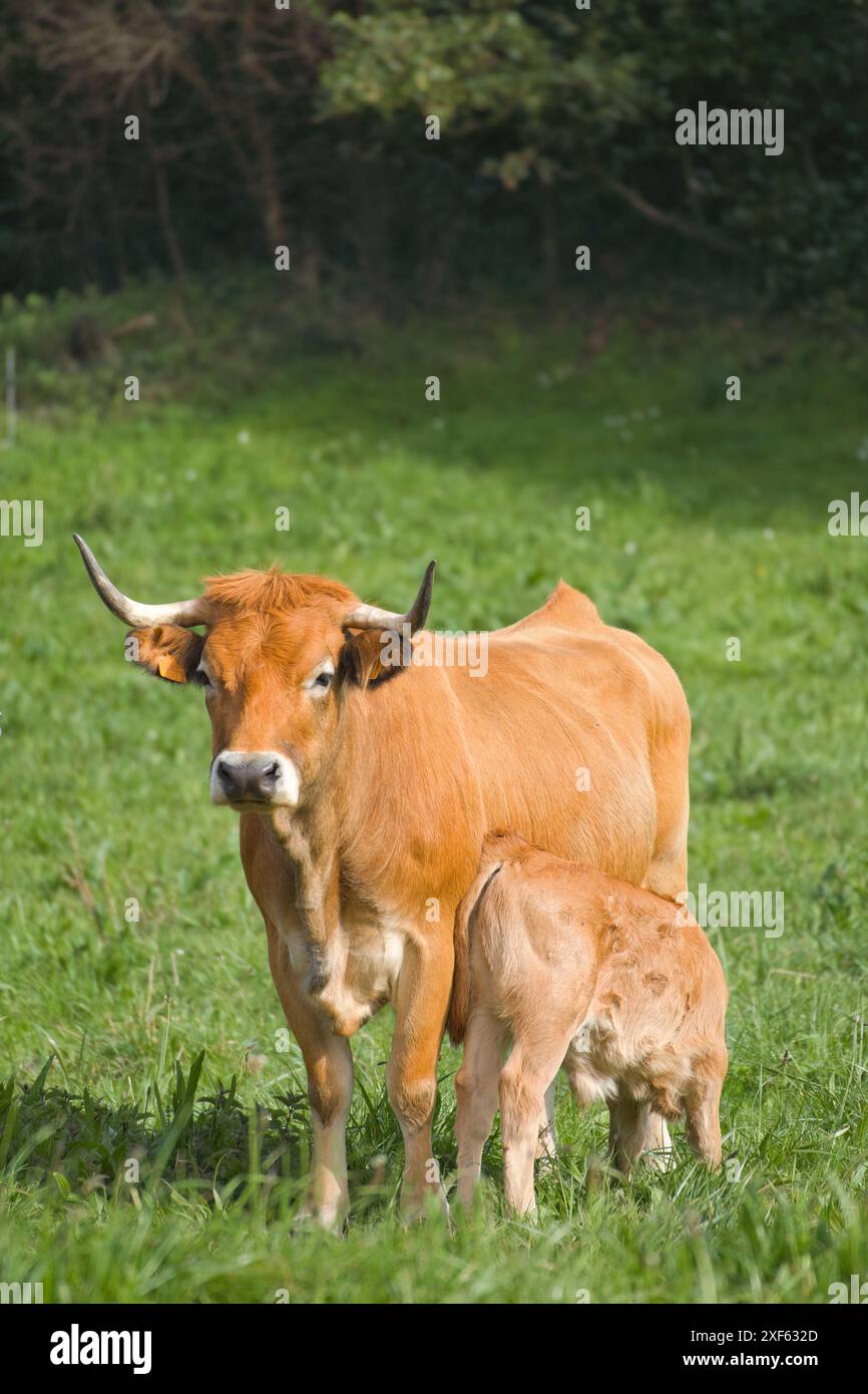 Indian Gir cow ready to use photo in white background Stock Photo - Alamy