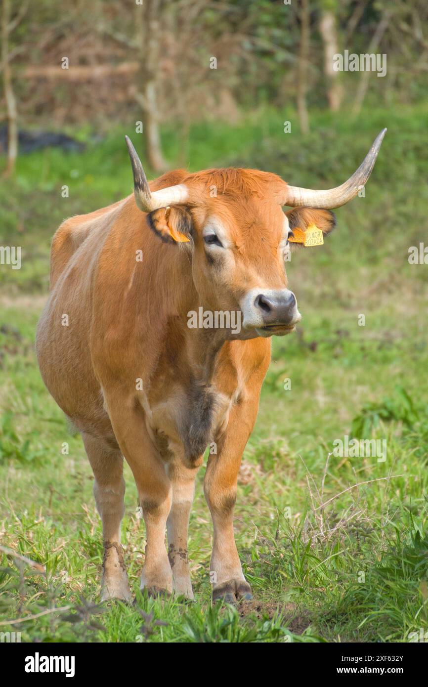 Indian Gir cow ready to use photo in white background Stock Photo - Alamy
