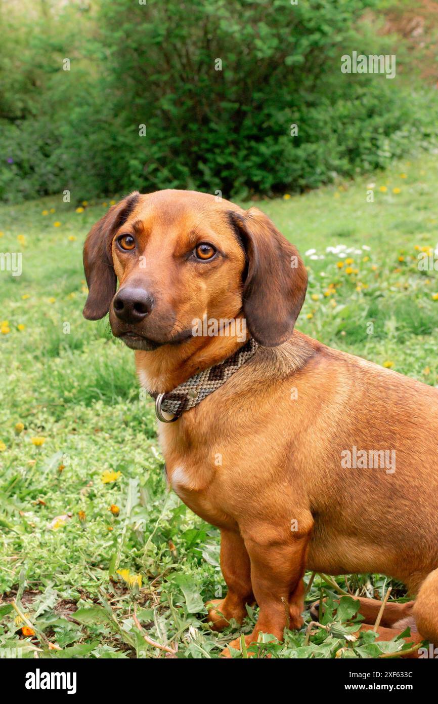 Funny dachshund dog lies on his back on a white background. Top view ...
