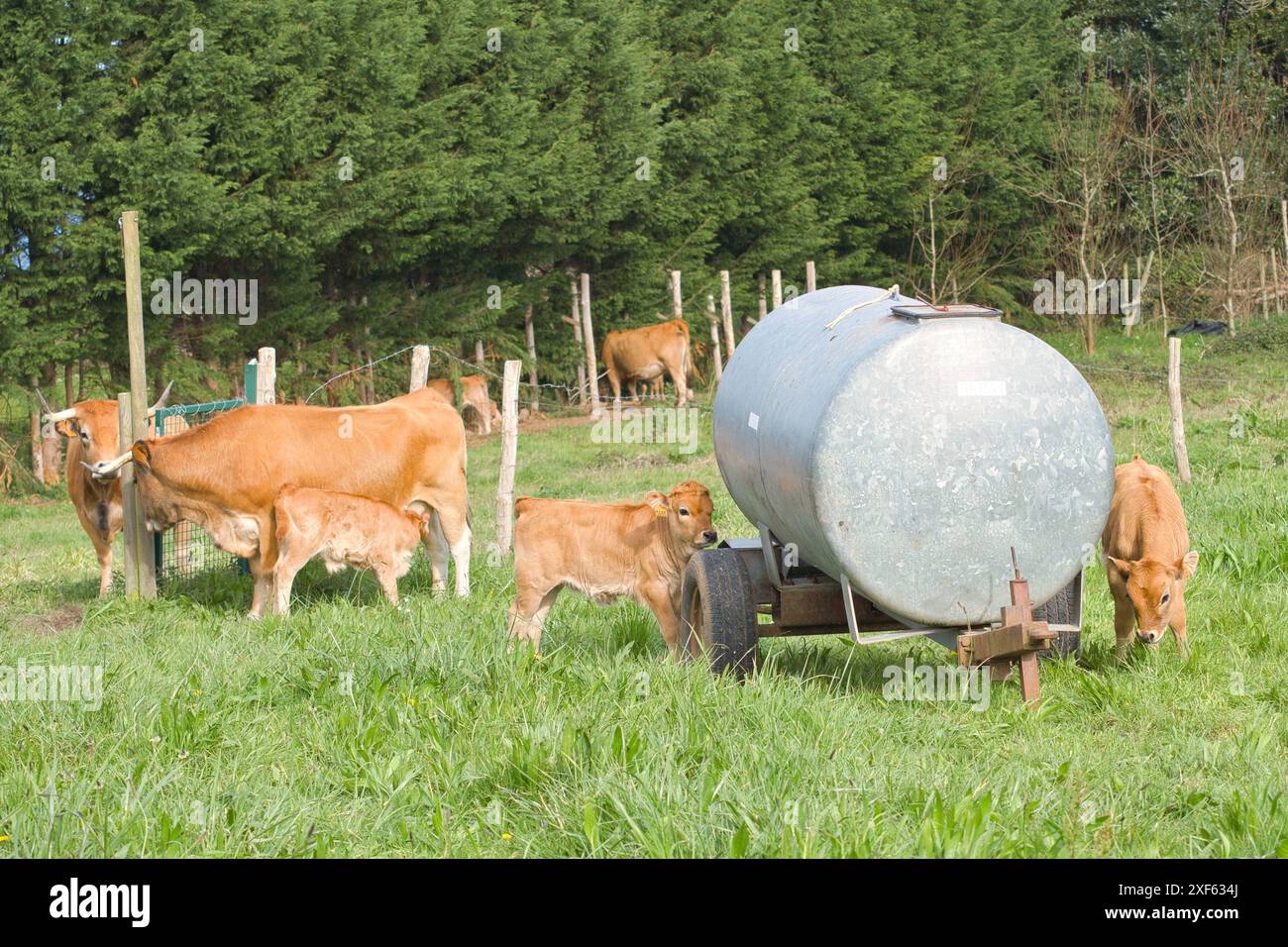 Indian Gir cow ready to use photo in white background Stock Photo - Alamy