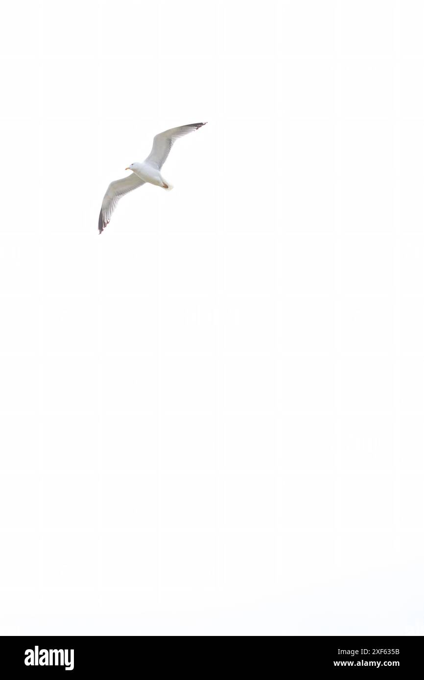 Seagull on beach summer Cut Out Stock Images & Pictures - Alamy