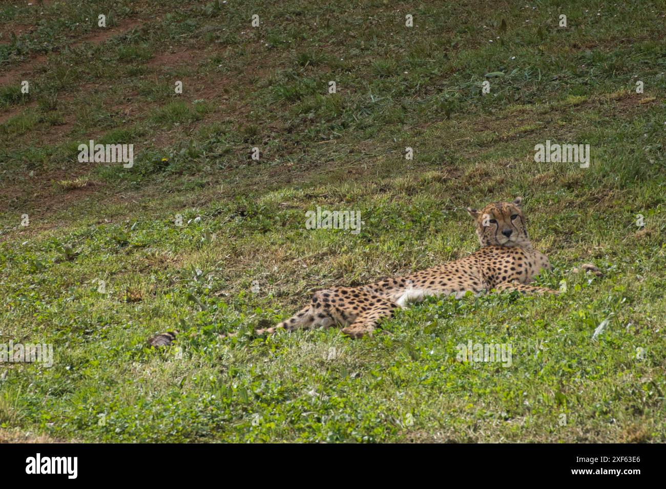 Cheetas at safari park hi-res stock photography and images - Alamy
