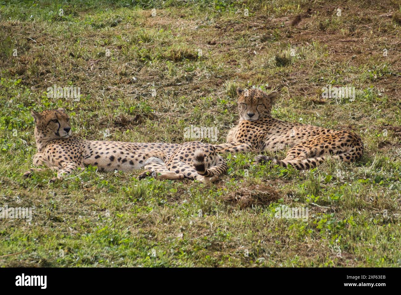 Cheetas at safari park hi-res stock photography and images - Alamy