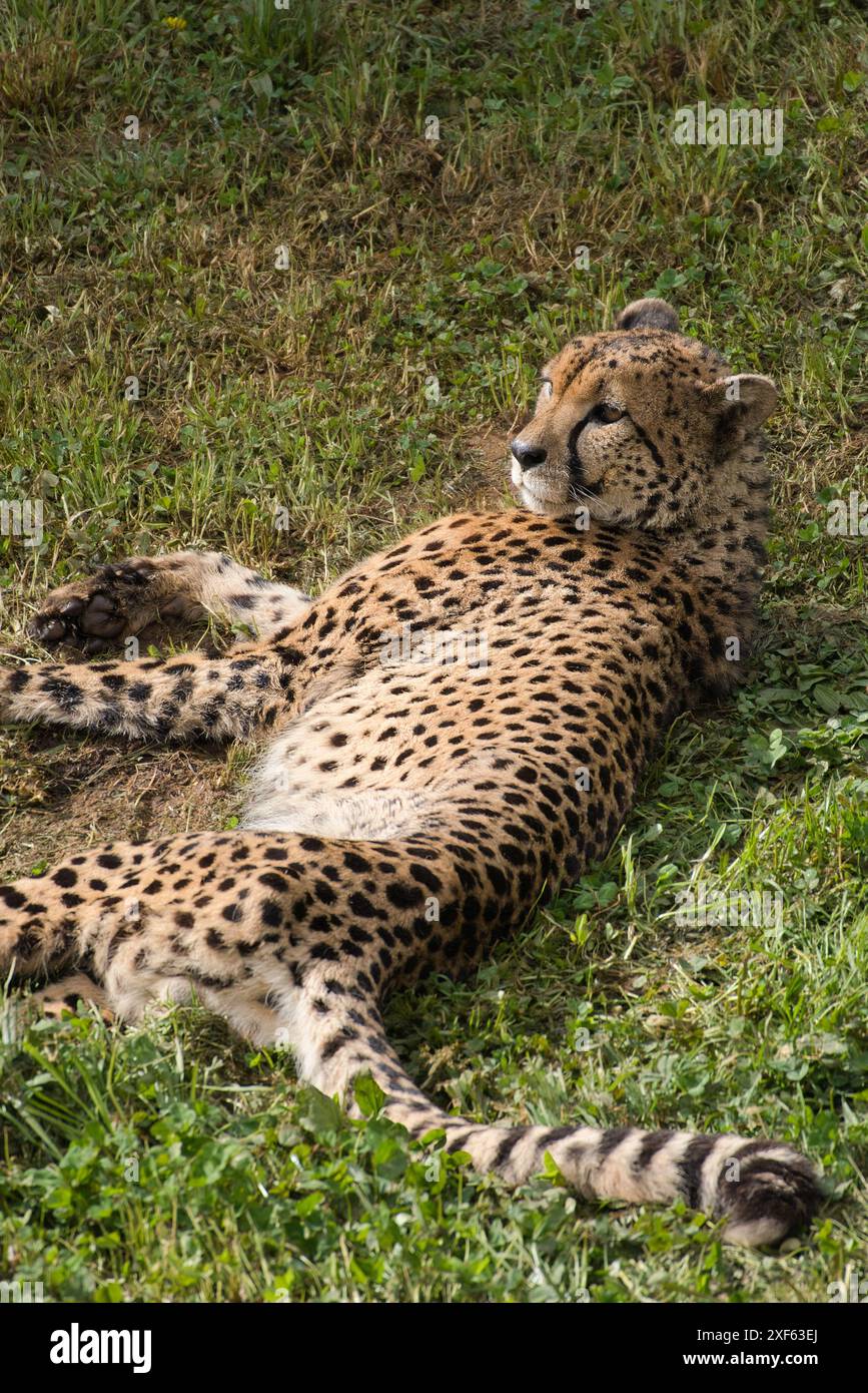 African cheetas hi-res stock photography and images - Alamy