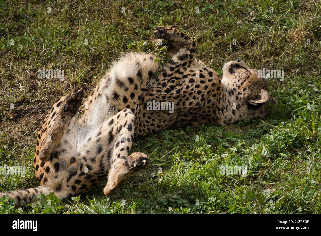 Cheetas at safari park hi-res stock photography and images - Alamy