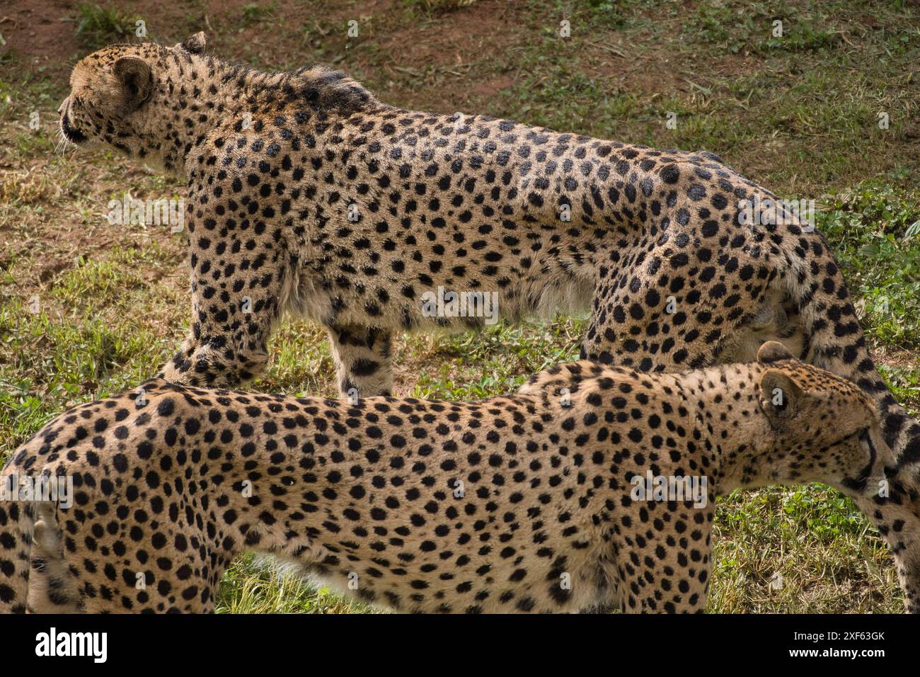 Cheetas at safari park hi-res stock photography and images - Alamy