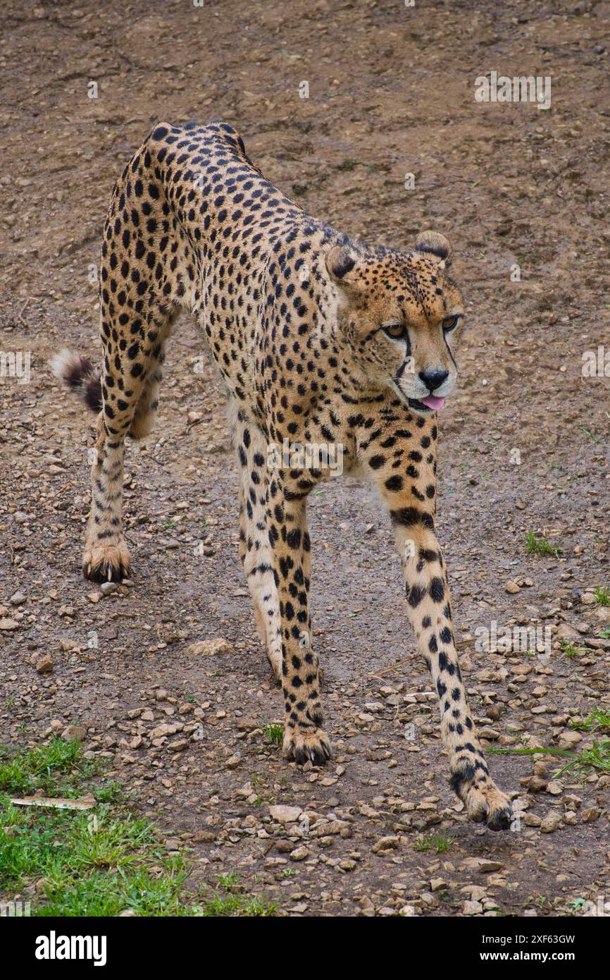 Cheetas at safari park hi-res stock photography and images - Alamy