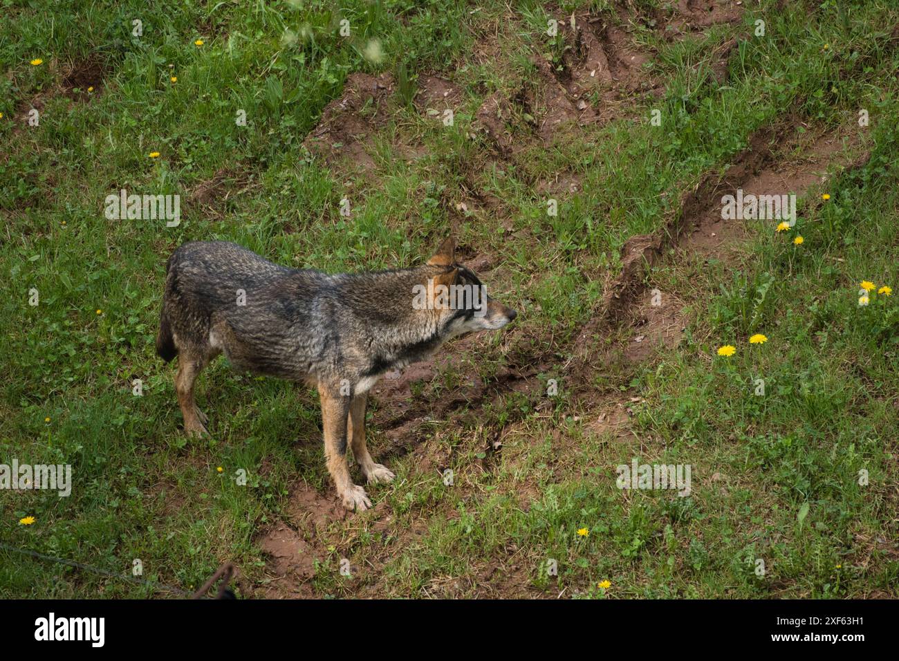 Wolves in forest up close hi-res stock photography and images - Alamy
