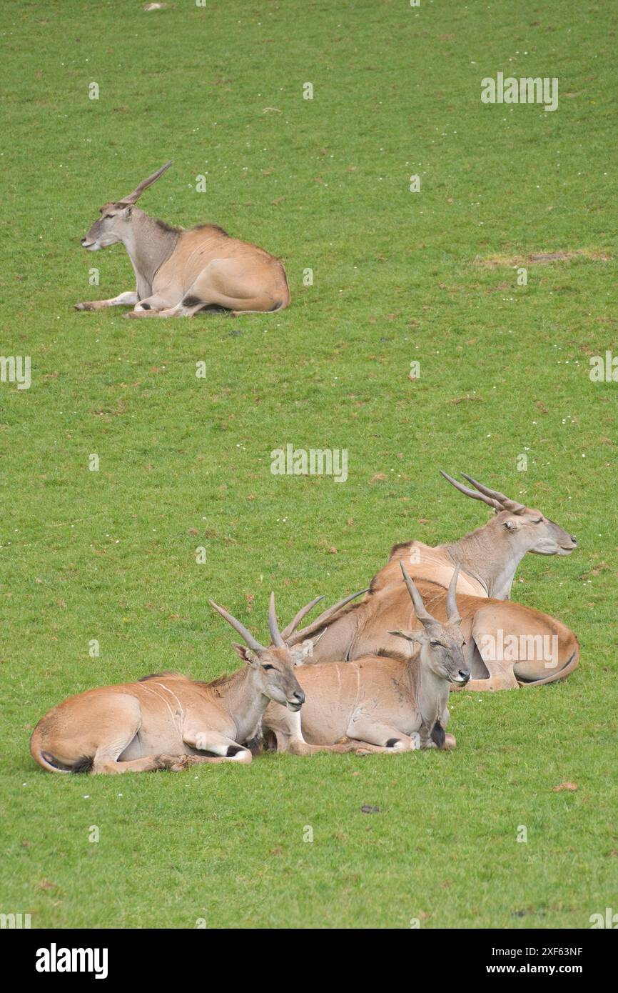 Ugandan kob antelope free ranging the African savanna Stock Photo - Alamy Ugandan kob antelope free ranging the African savanna Stock Photo - Alamy